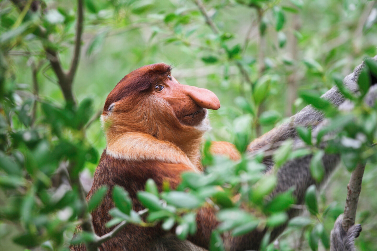Proboscis Monkey - Greatdays Group Travel