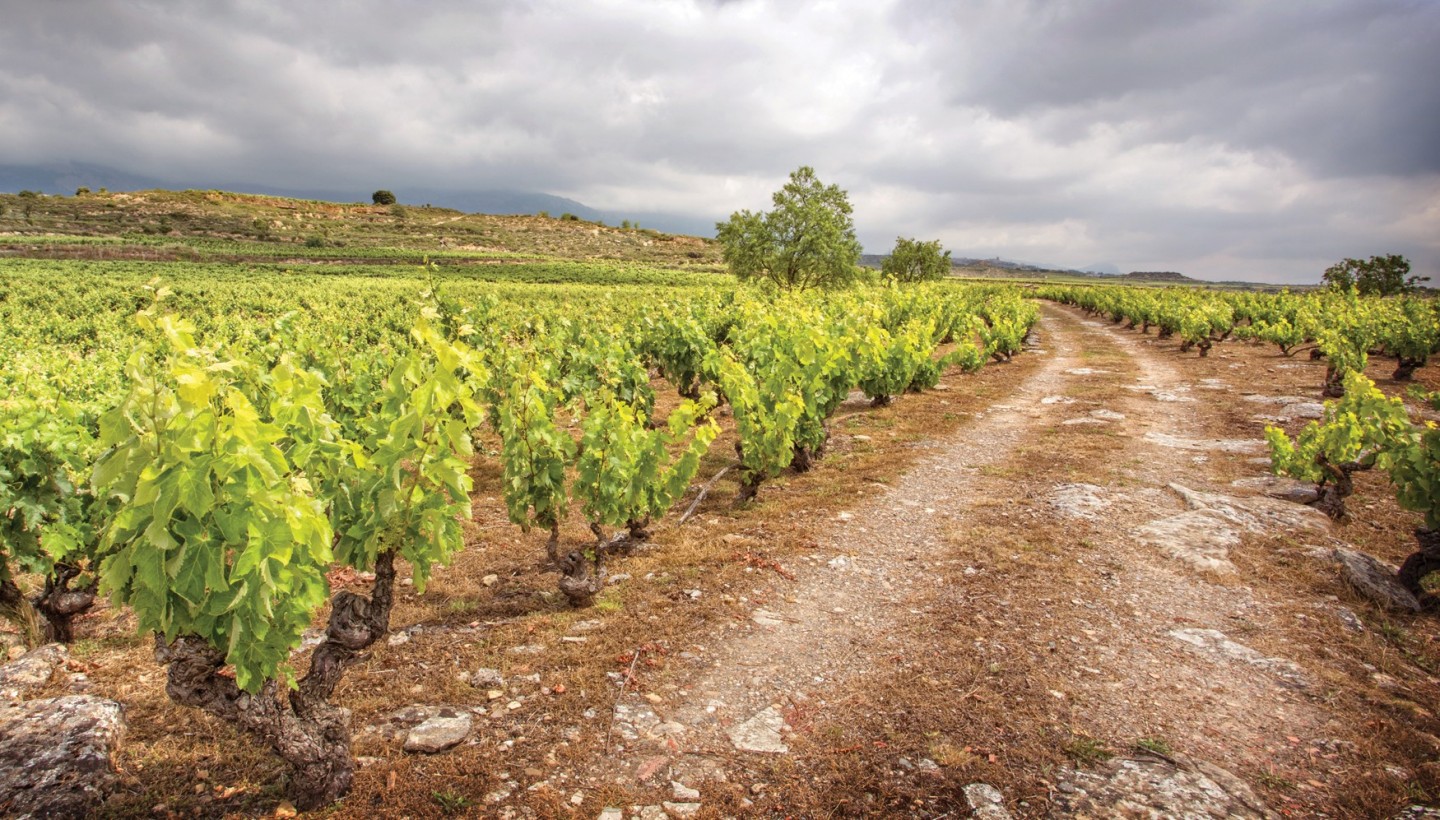 Discovering La Rioja - Wine, History and Culture in Northern Spain