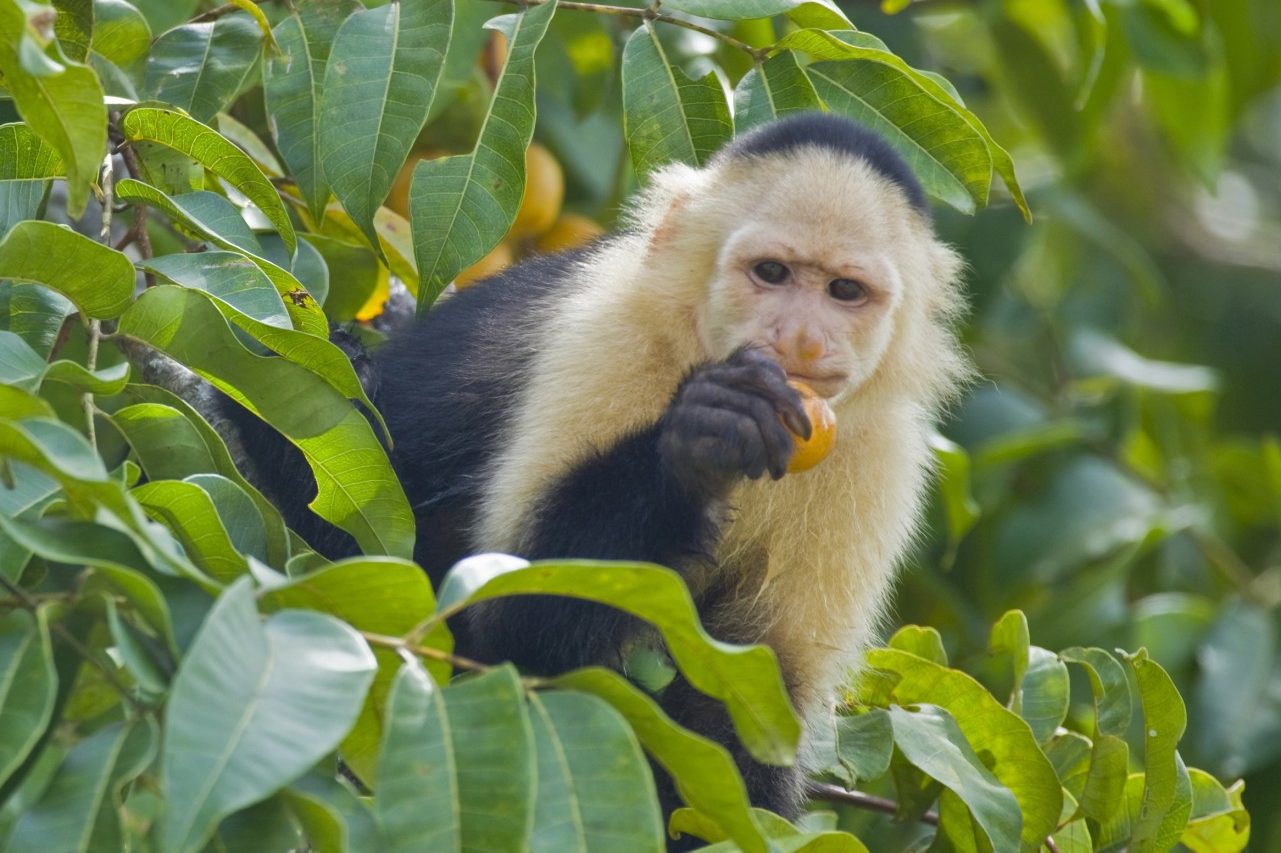 Panama, Central America - Wildlife-White headed Capuchin Monkey © Owner ...